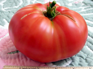エアルームトマトの一覧 - Tomatopedia