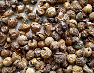 スズメナスビ - Tomatopedia